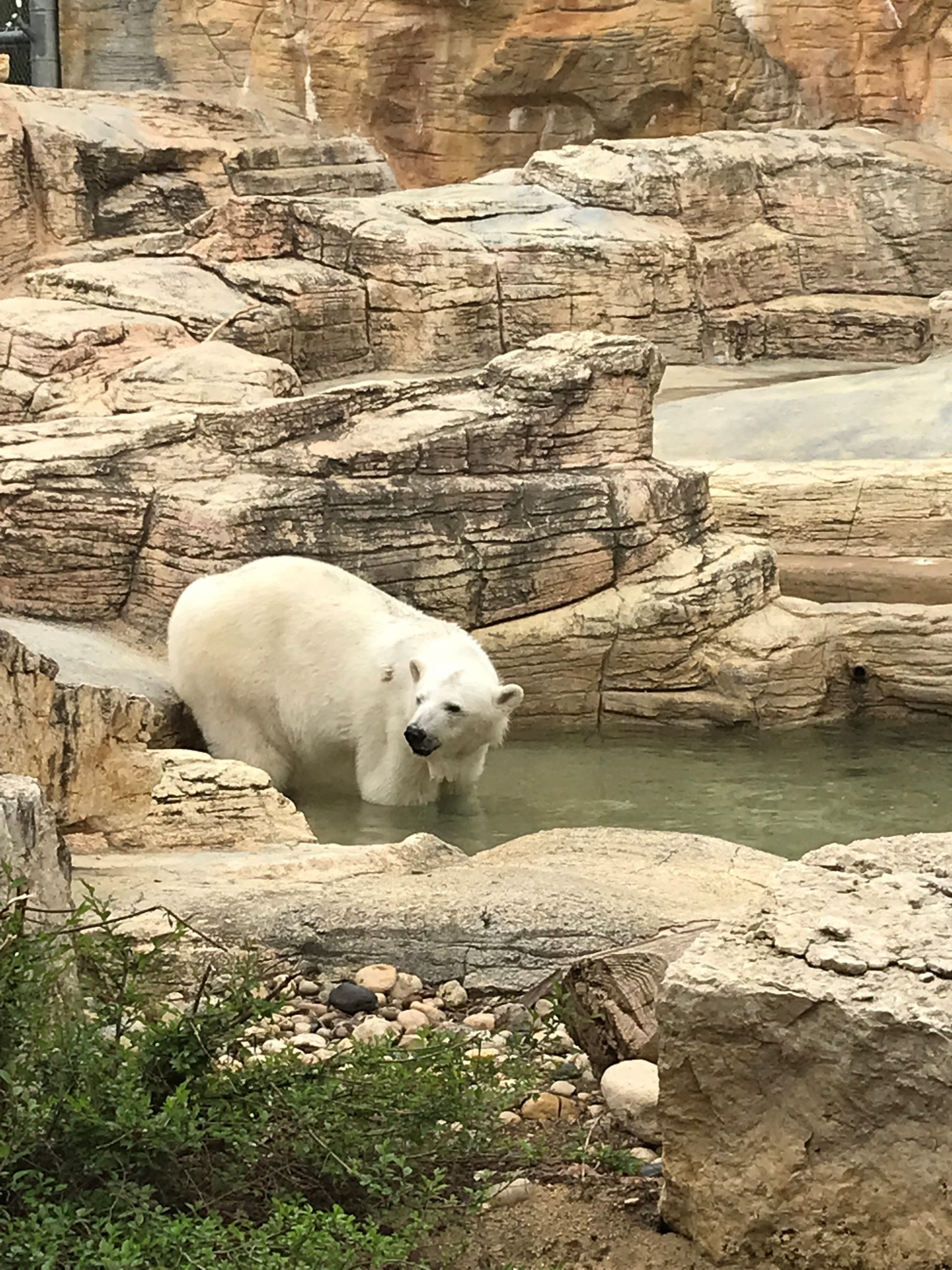 'Agee' the polar bear arrives at Assiniboine Zoo