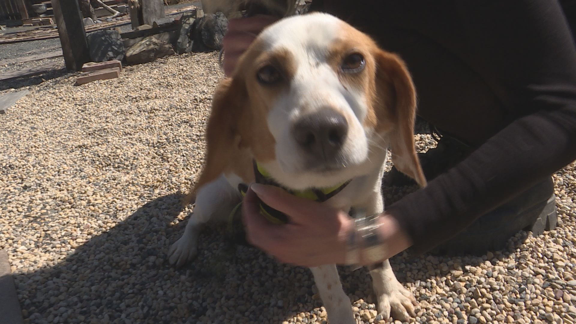 Winnipeg-based rescue group helps beagles find second chance after lab ...
