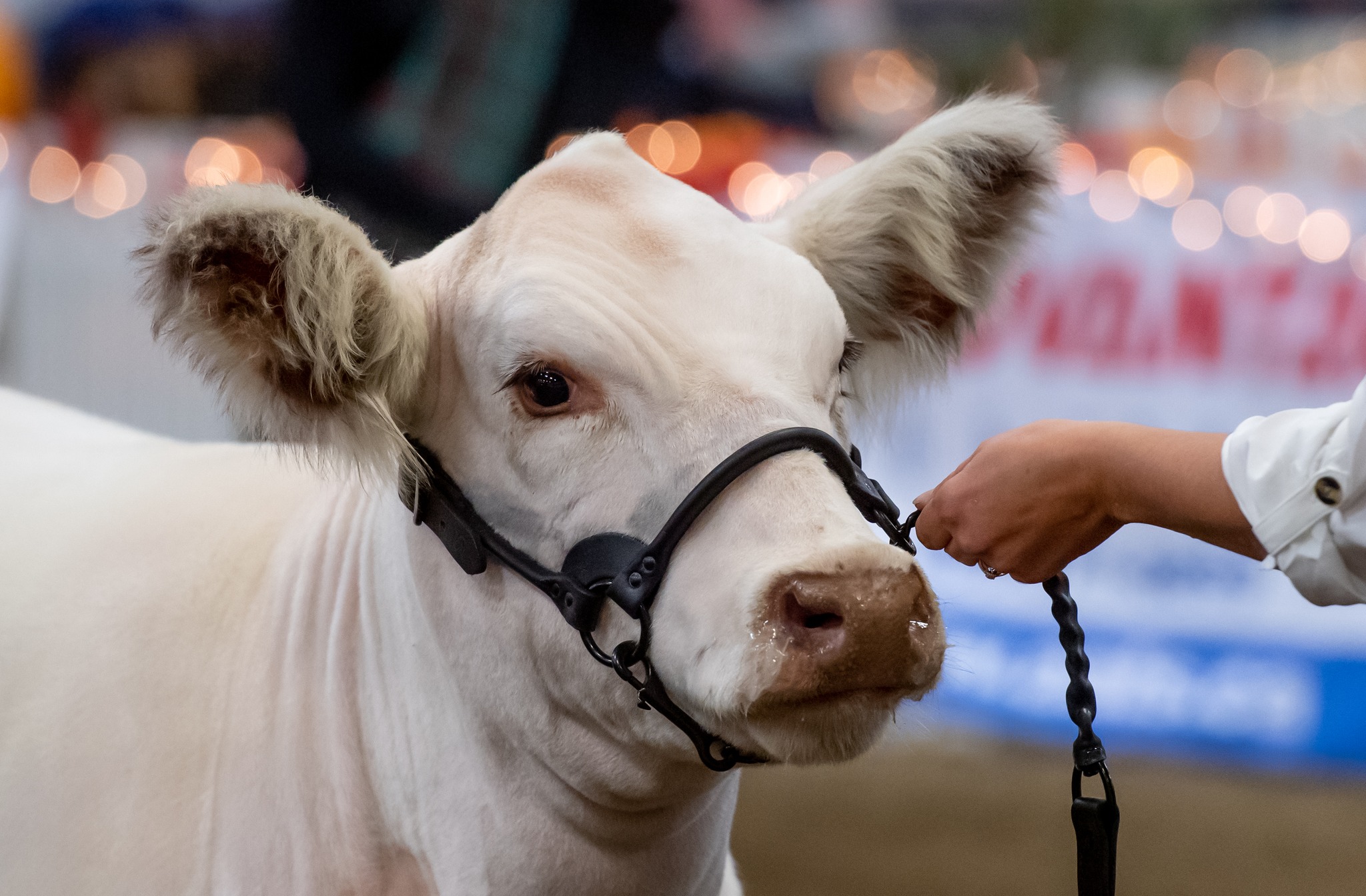 End ‘inhumane’ sheep, calf-wrangling events at Royal Manitoba Winter ...