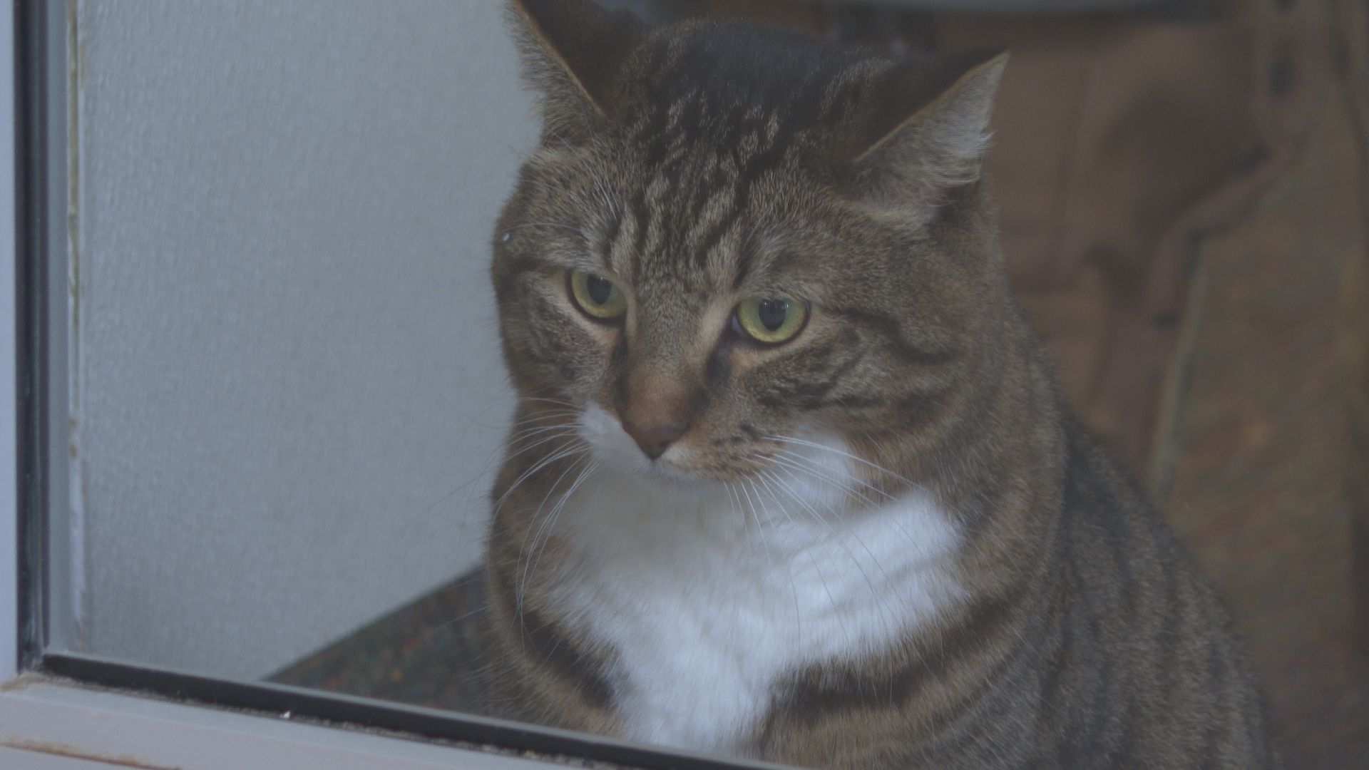 Winnipeg Humane Society in search of forever homes after taking in ...