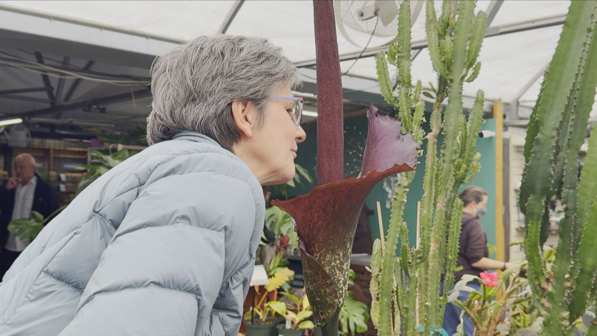 Winnipeggers line up for whiff of rare flower stinking up greenhouse