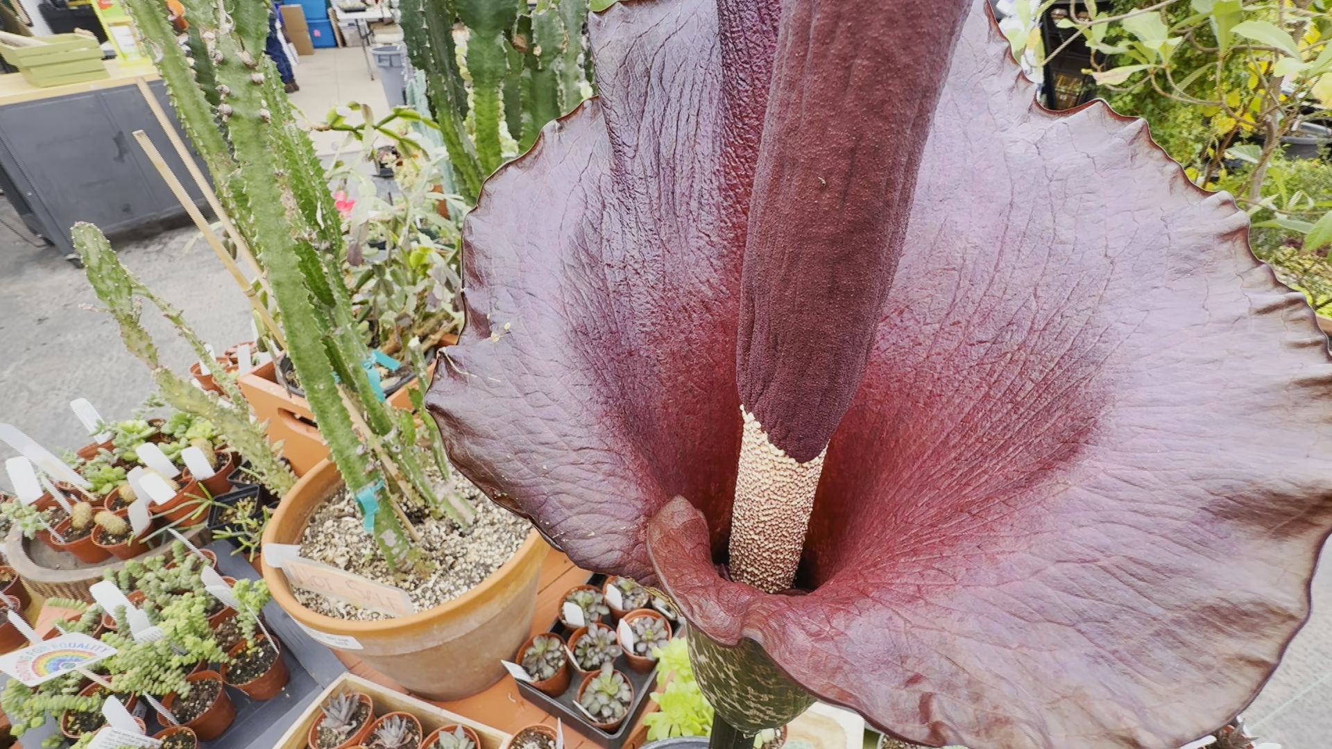 Winnipeggers line up for whiff of rare flower stinking up greenhouse