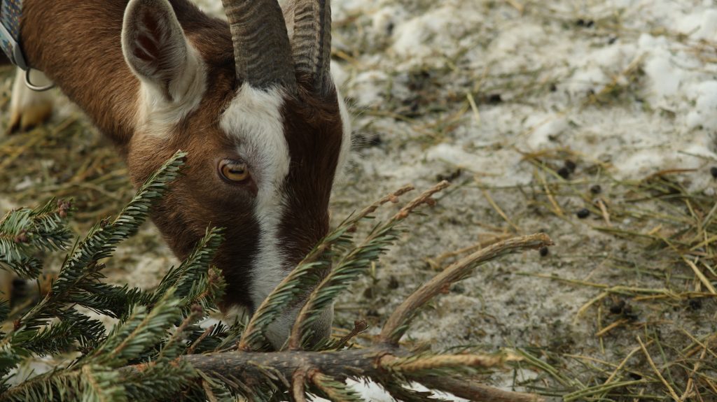 Manitoba farm collects Christmas trees to feed their goats