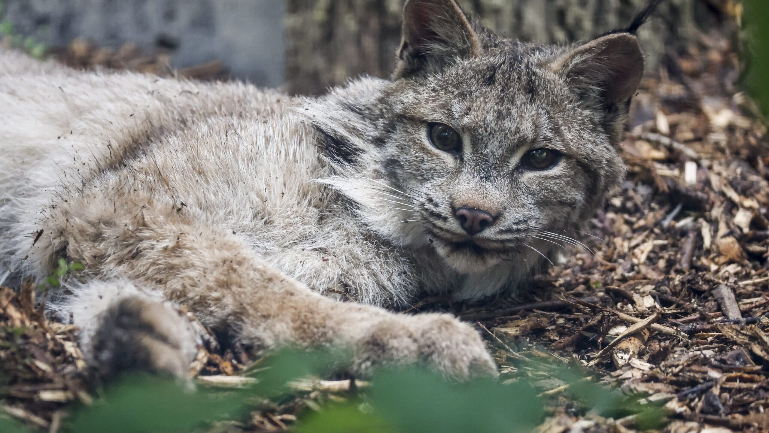 Lumi the lynx released into new enclosure at Assiniboine Park Zoo