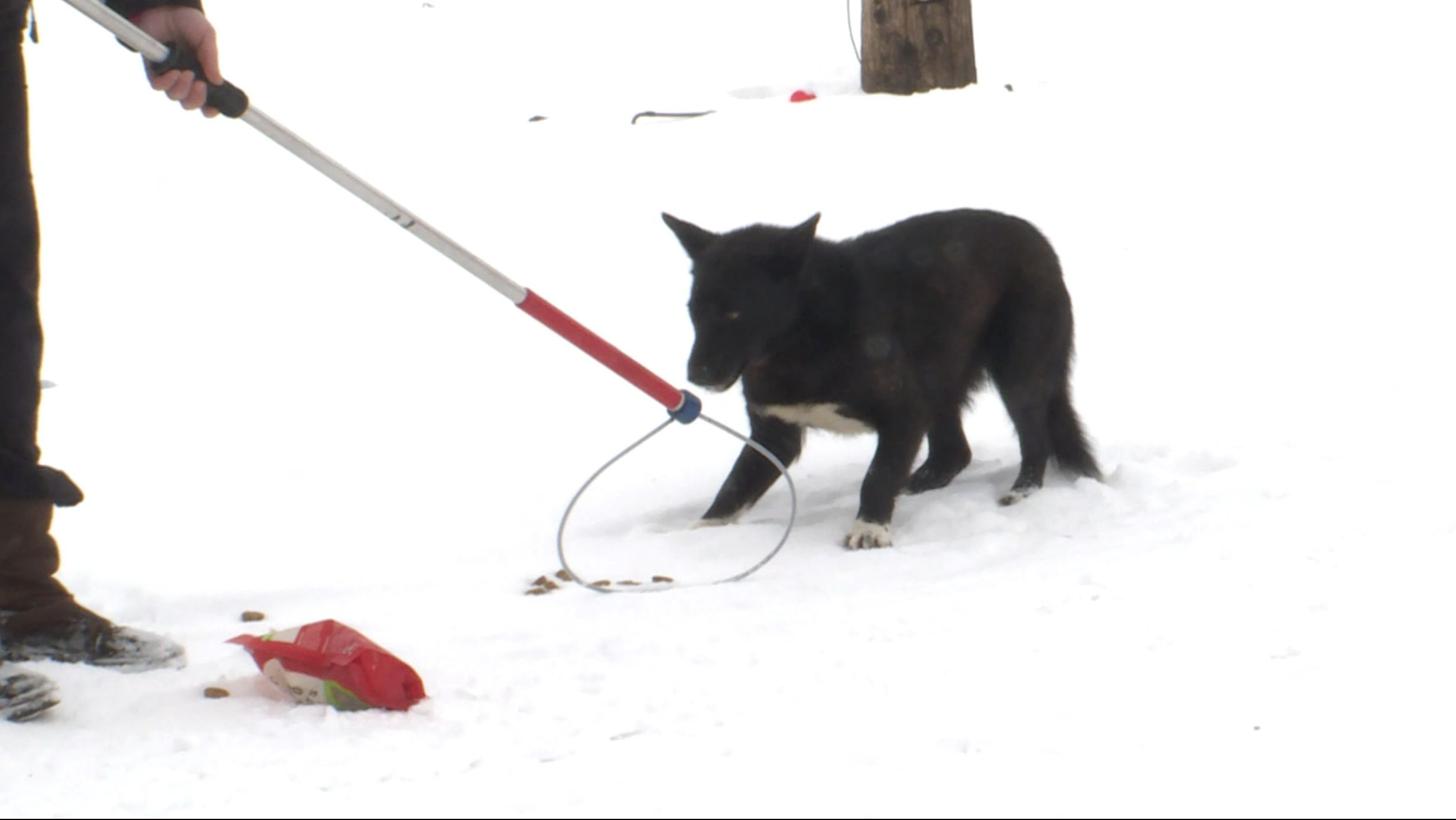 Animal welfare organizations call on province to deal with animal ...
