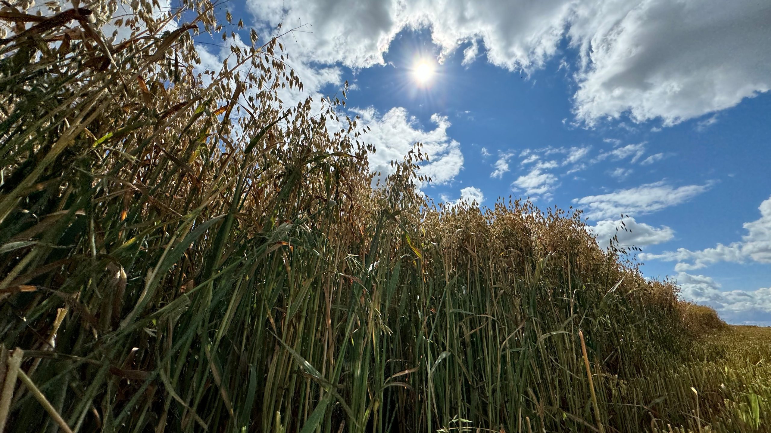 Farmers across Manitoba prepare for harvest season - CityNews Winnipeg