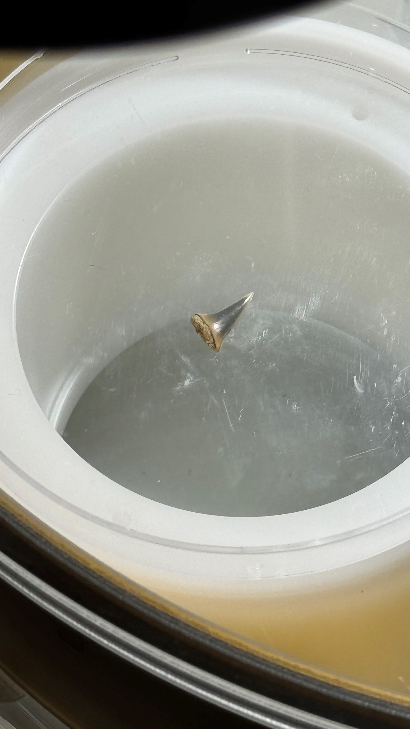 83-million-year-old shark tooth discovered in Manitoba