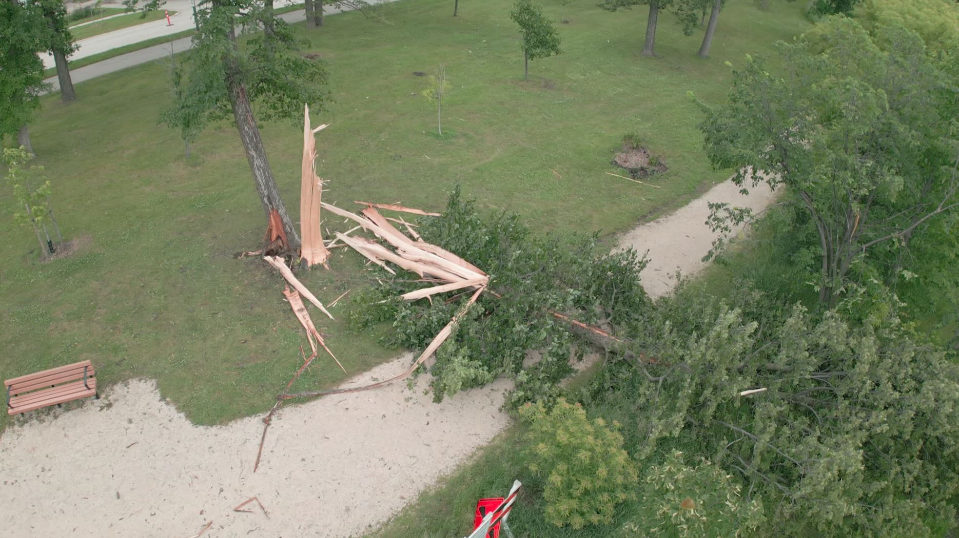 Lightning levels low in Manitoba, but strike still flattens tree in ...