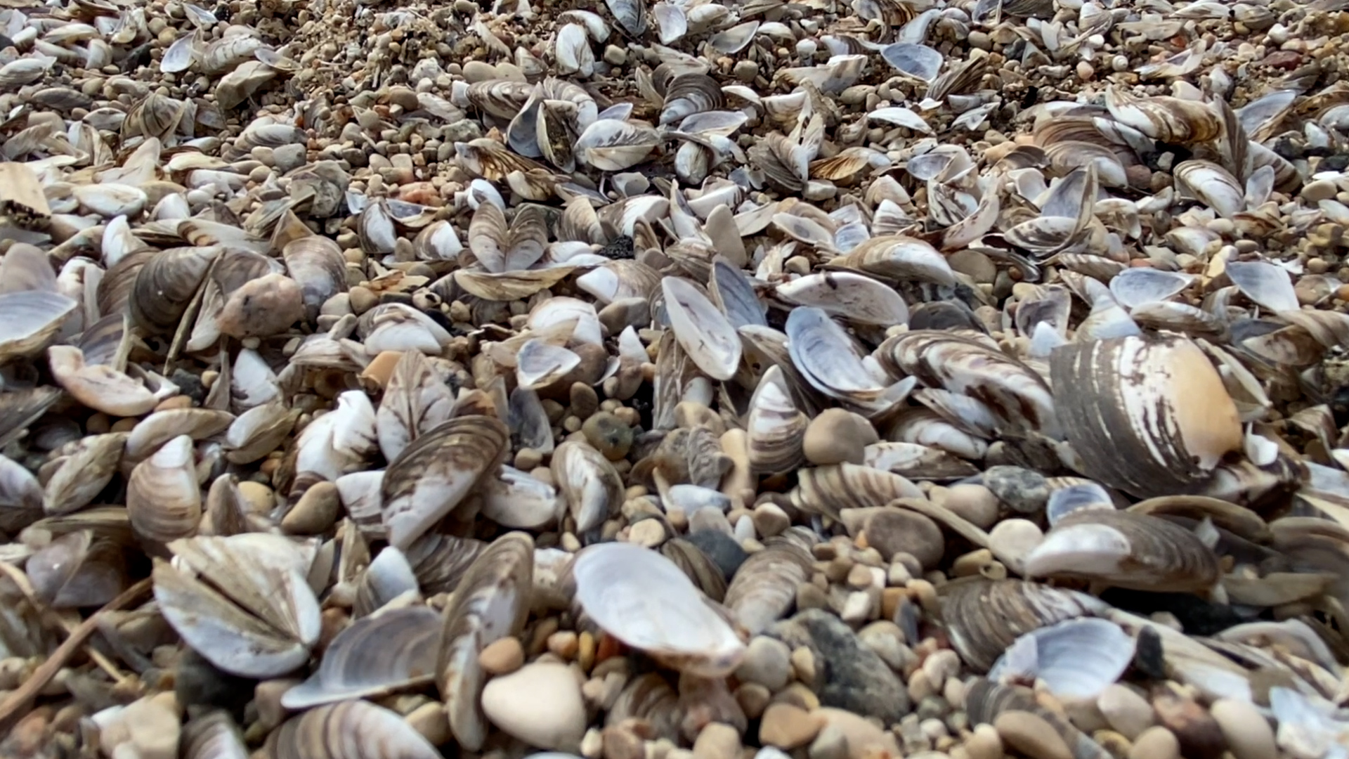 More zebra mussels found in Manitoba, this time in a popular reservoir