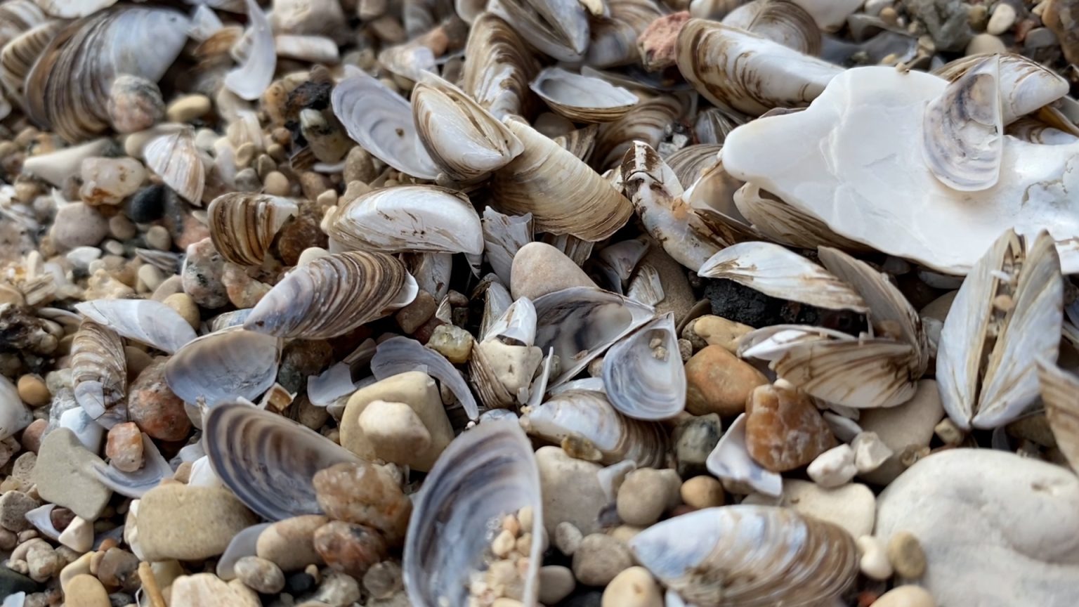 Zebra mussels may prompt closure of Clear Lake - CityNews Winnipeg
