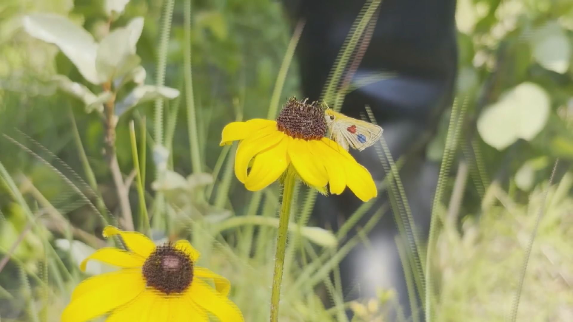 Postal workers halt flyer delivery to pressure Canada Post in contract ...