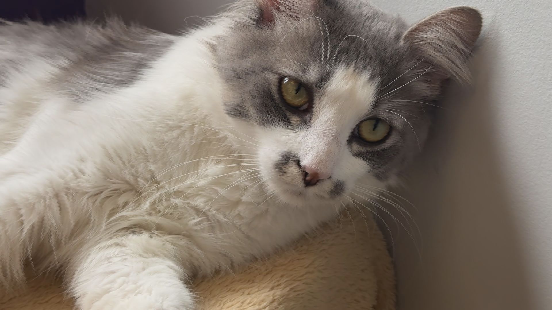 Winnipeg Humane Society in search of forever homes after taking in ...