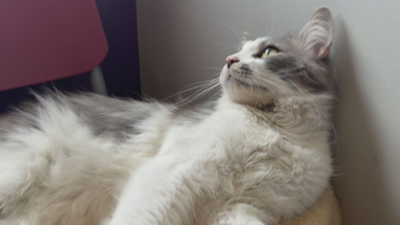 Winnipeg Humane Society in search of forever homes after taking in ...