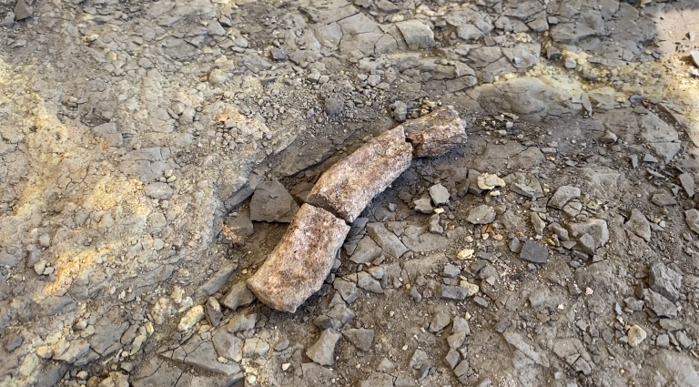 Significant dinosaur fossil discovered in southwestern Manitoba ...