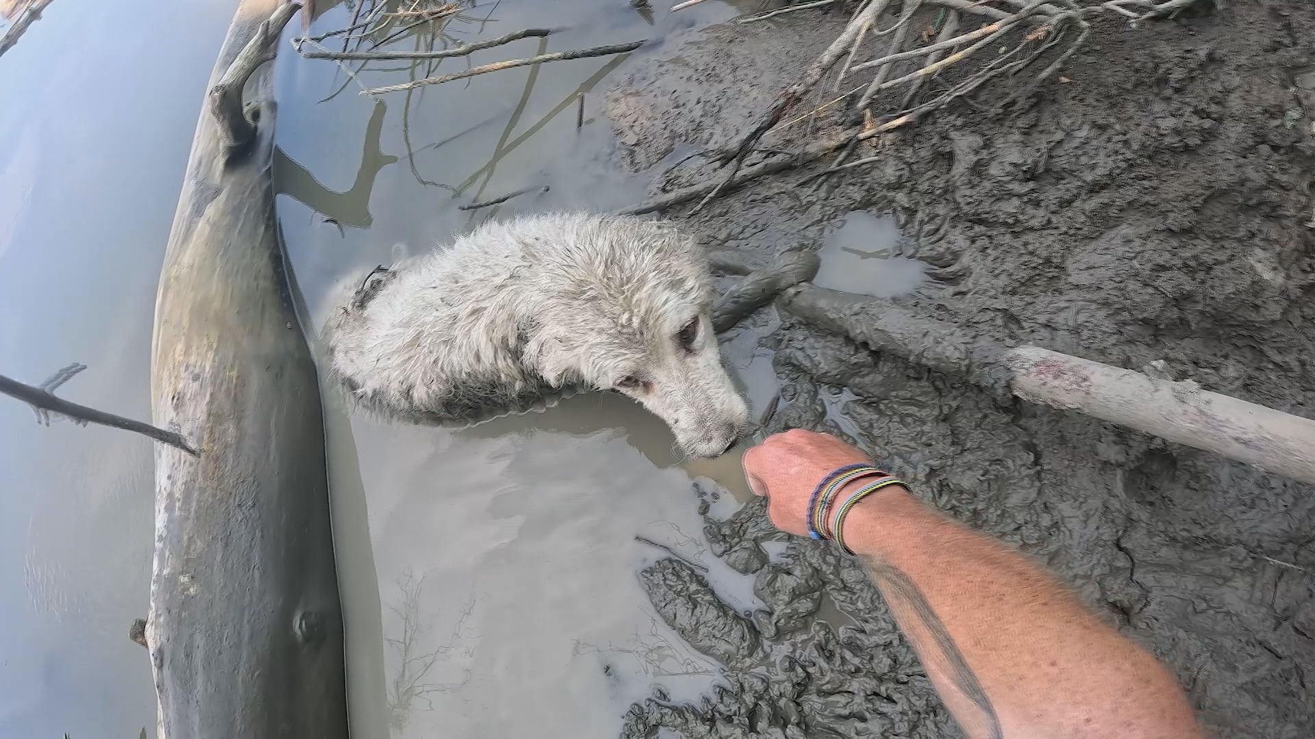 New Zealand YouTuber praised as a hero, after saving trapped dog in a ...