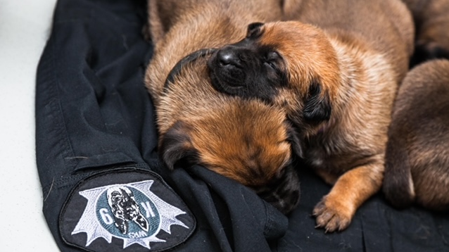 WPS gets new seven K9 puppies